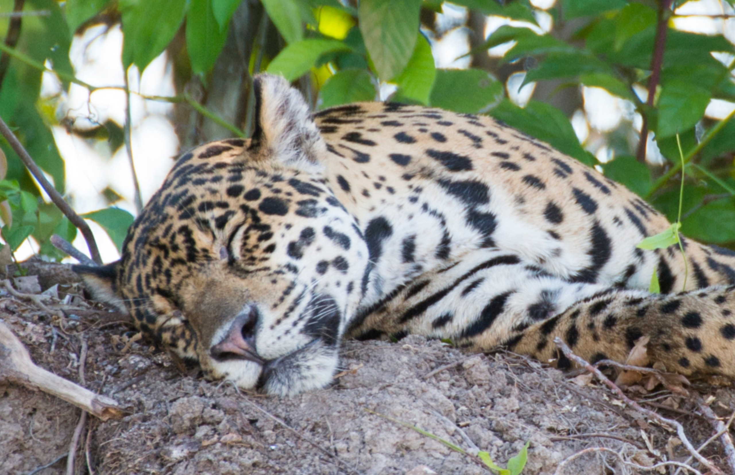 Animals known for getting intoxicated out in nature