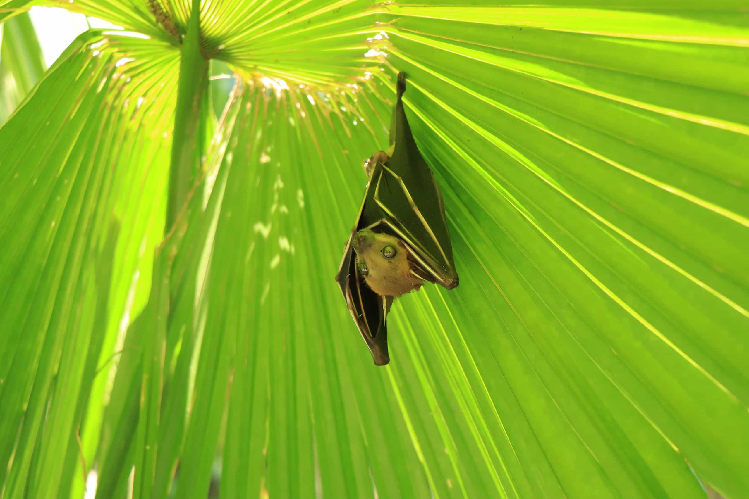 Animals known for getting intoxicated out in nature