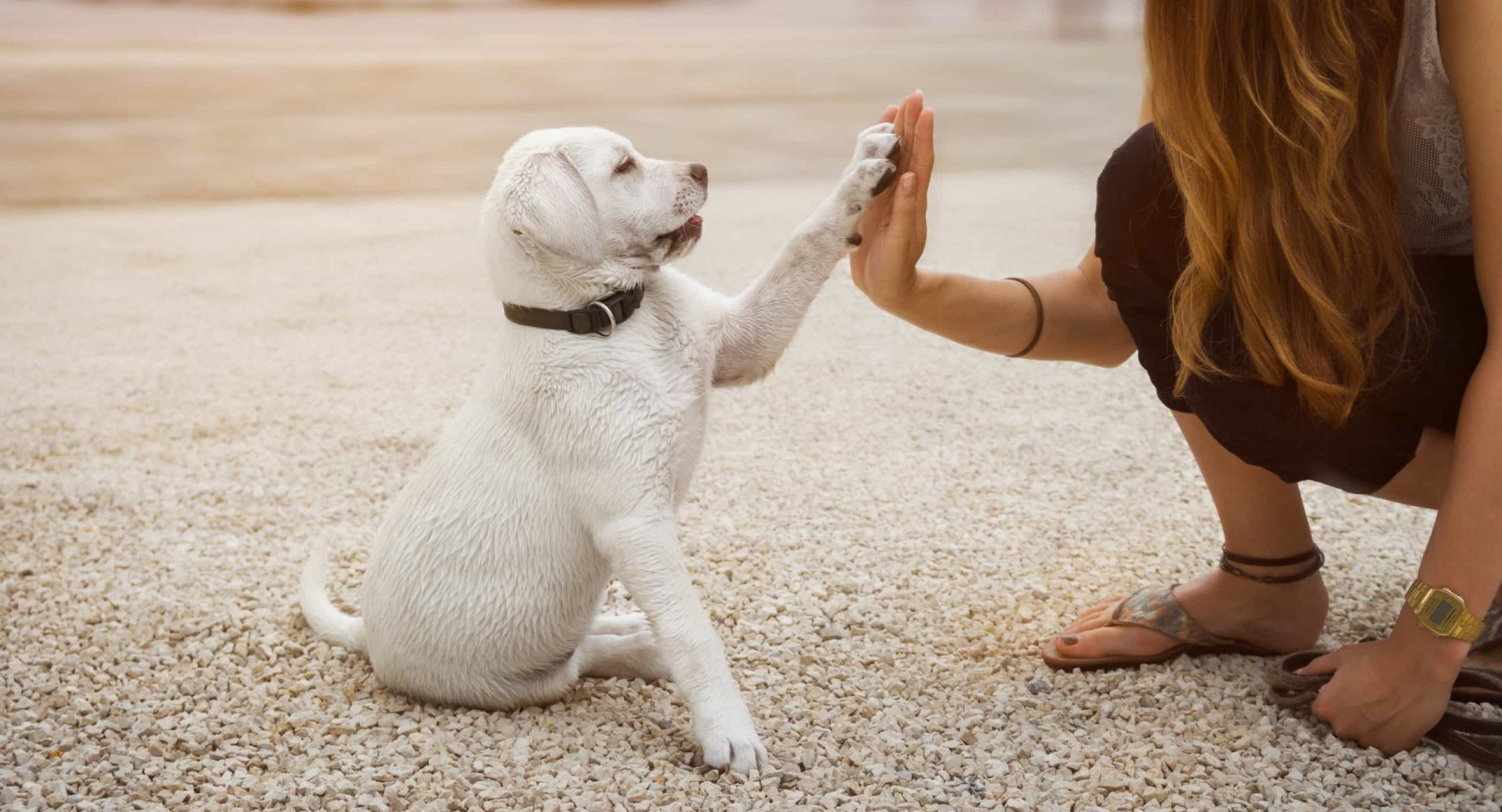 El cachorro perfecto según tu signo zodiacal: descubre tu compañero ideal