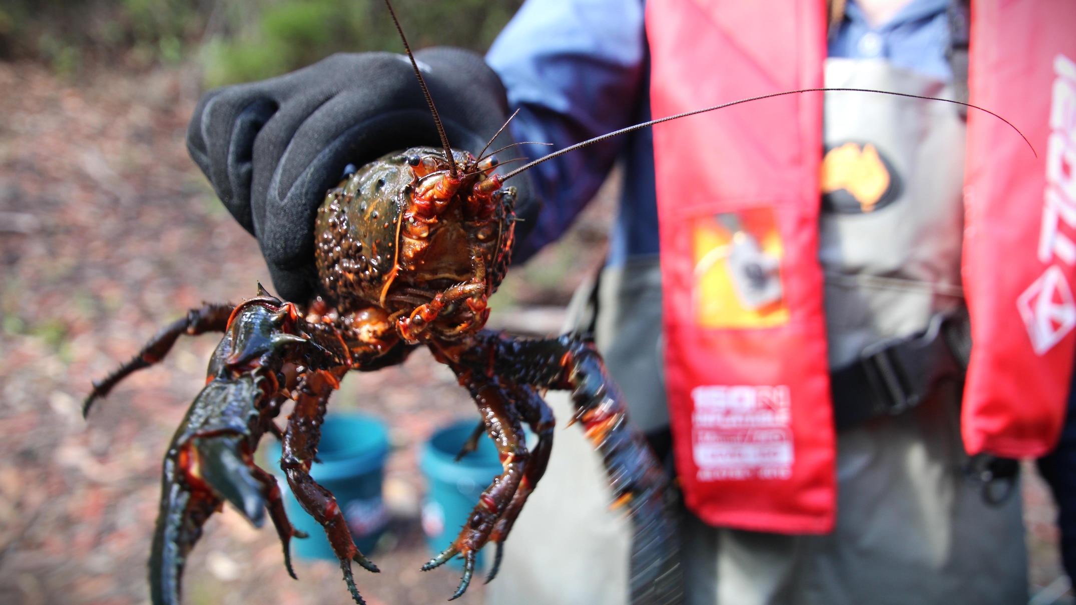 Spiny freshwater crayfish researched in first study of its kind in NSW