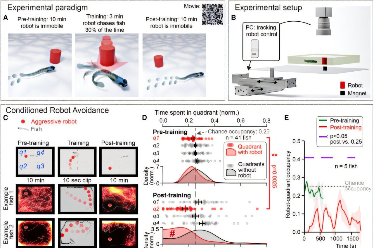 Predator robots help researchers uncover how larval zebrafish rapidly learn