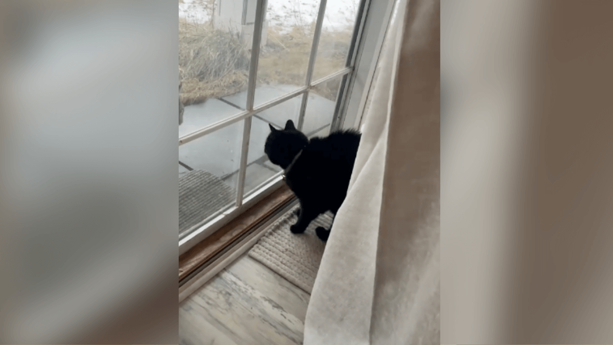 Owner can't work out why his cat is meowing at the window, then he ...