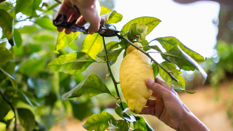 Common Types Of Pests Attracted To Lemon Trees (& How To Protect Them)