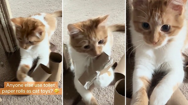 Pet owner shares genius hack turning toilet paper rolls into your cat's ...