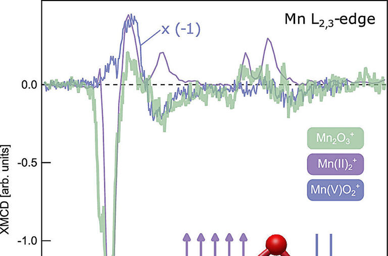 Discovery of high-spin manganese centers sheds light on photosynthesis