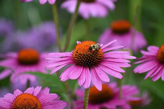 10 Perennial Plants You Should Cut Back in Spring