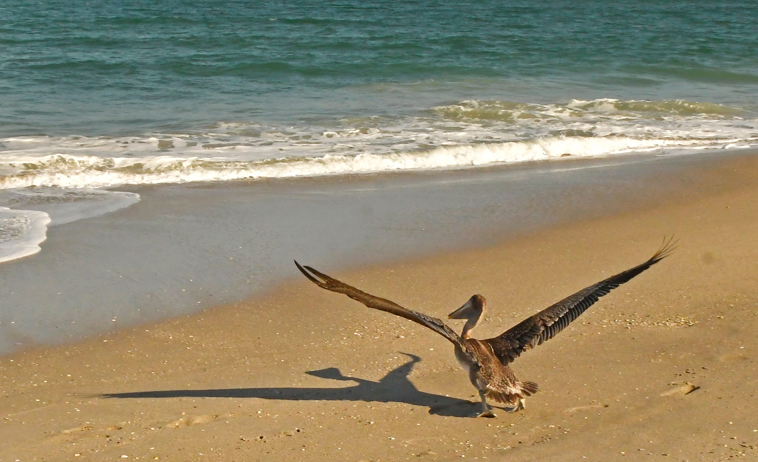 What state has the best wildlife conservation? Florida ranks top 15 on ...