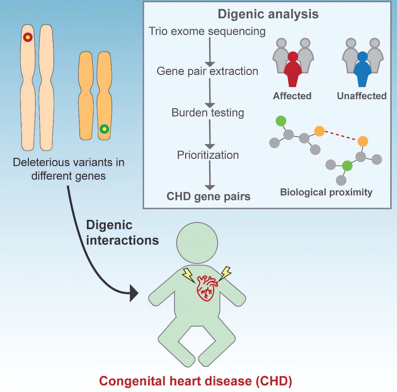 Hidden genetic causes of congenital heart disease identified