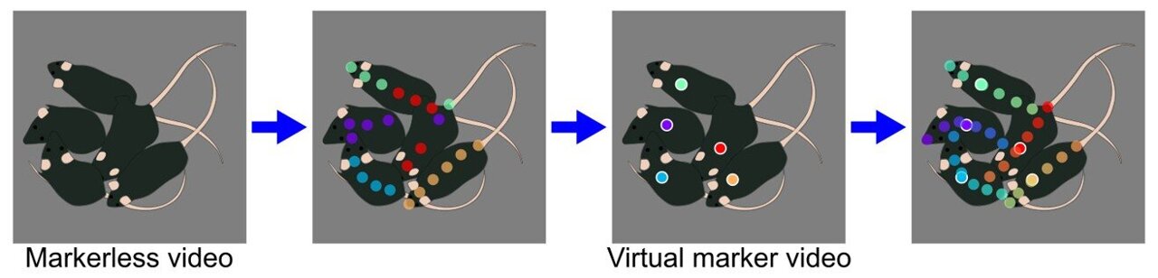 Virtual markers enable highly accurate multi-animal pose tracking in crowded environments