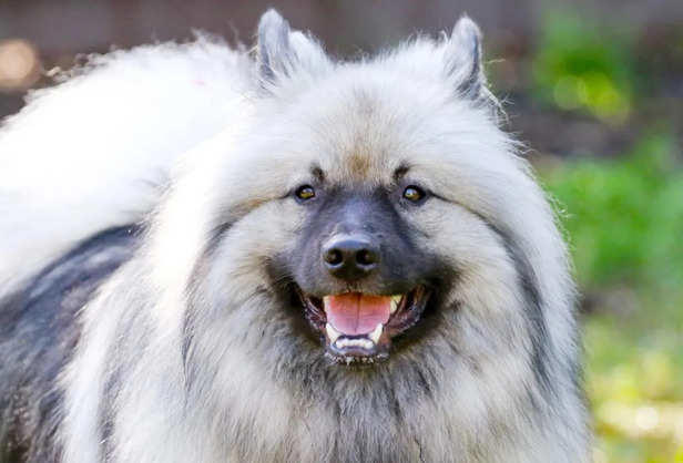 Meet the Dog Breeds That Look Like Lions – Their Majestic Manes Will ...