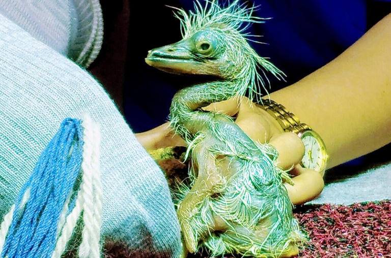 Rare rearing: Japanese collaboration to save near-extinct White-bellied ...