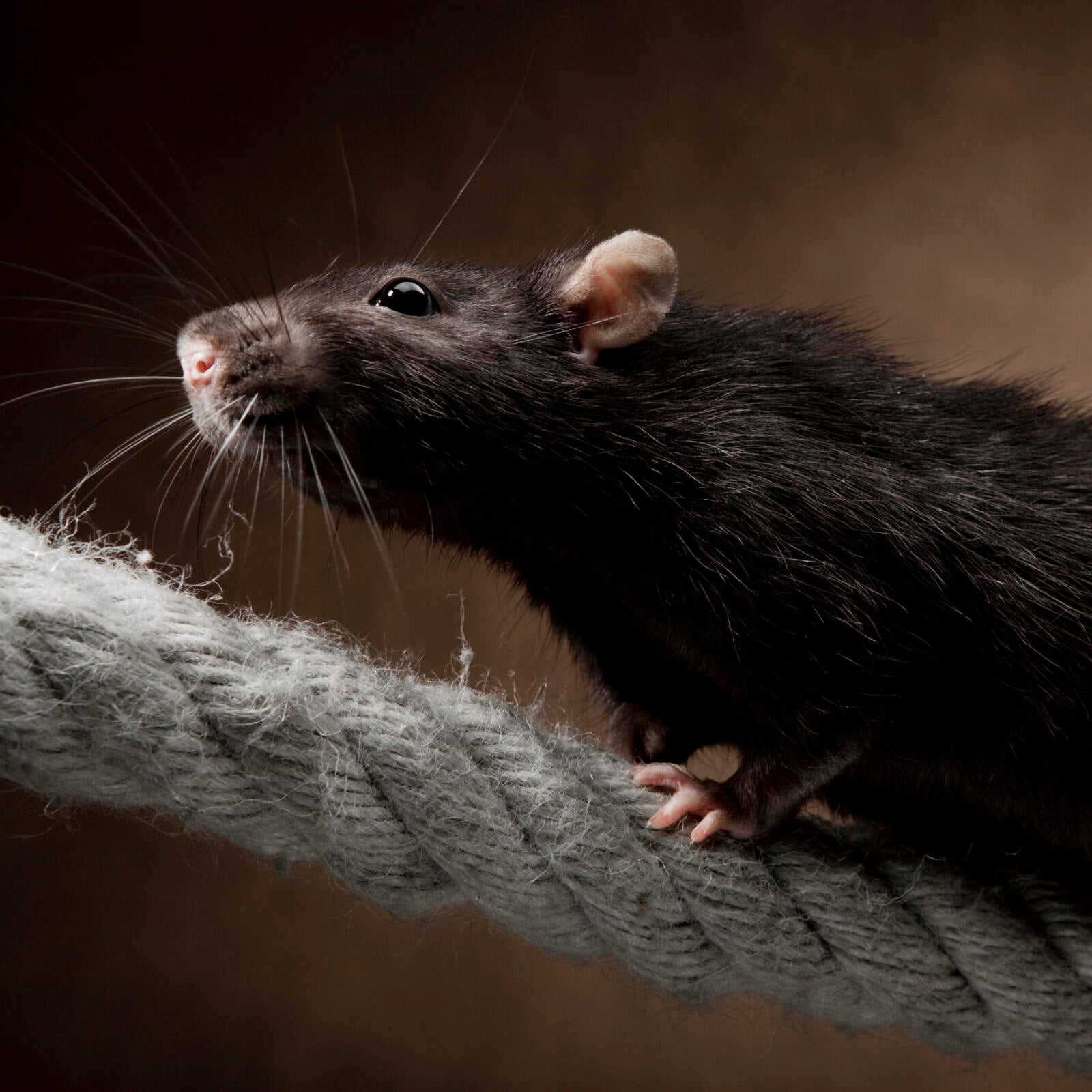 Bird flu confirmed in rats for first time, USDA says