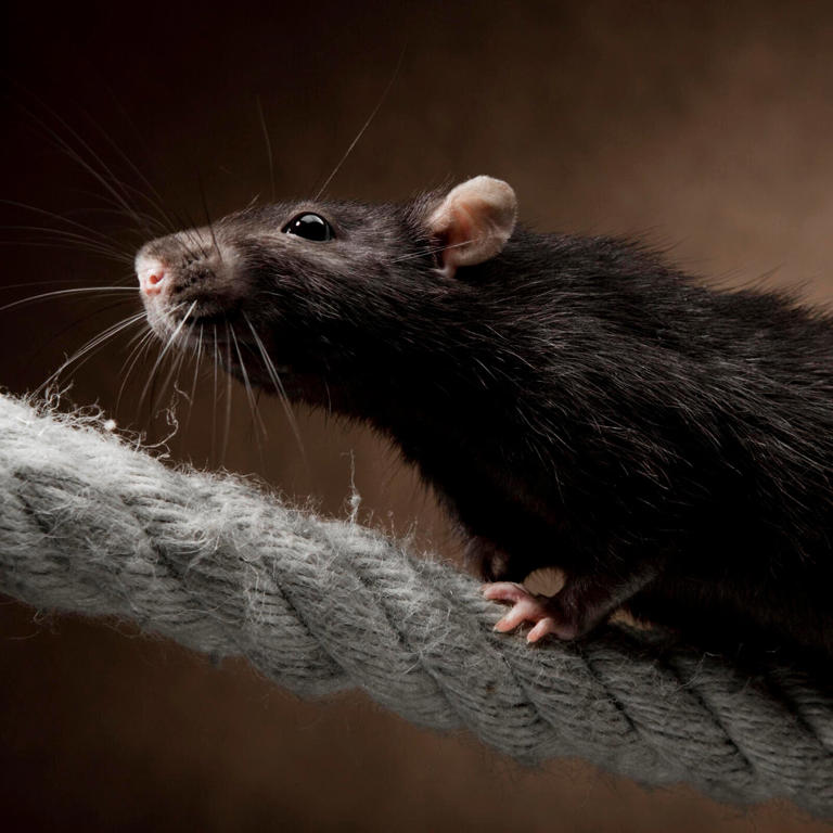 Bird flu confirmed in rats for first time, USDA says