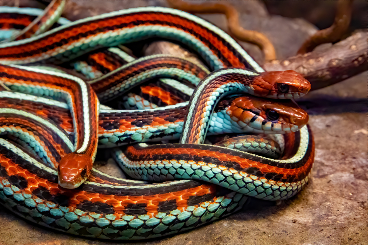 15 of the Most Strikingly Colorful Snakes on Earth