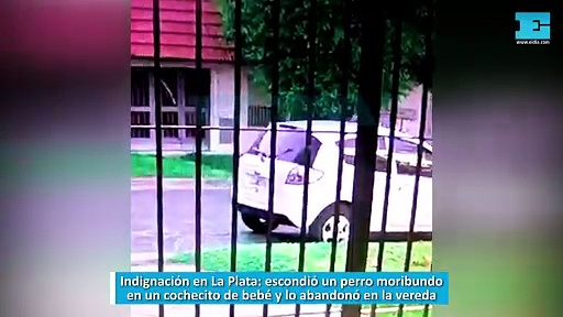 Indignación en La Plata: escondió un perro moribundo en un cochecito de ...