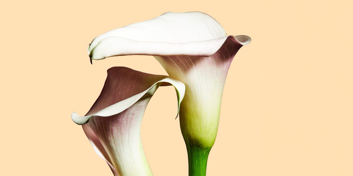 Reverse aging is real. Here's how to turn back the clock, per experts