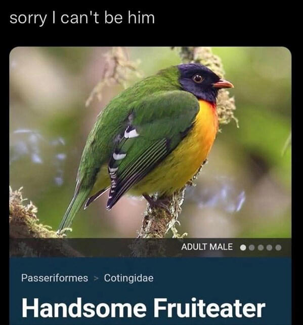 40 Funny Animal Memes That’ll Have You Howling With Laughter (February ...