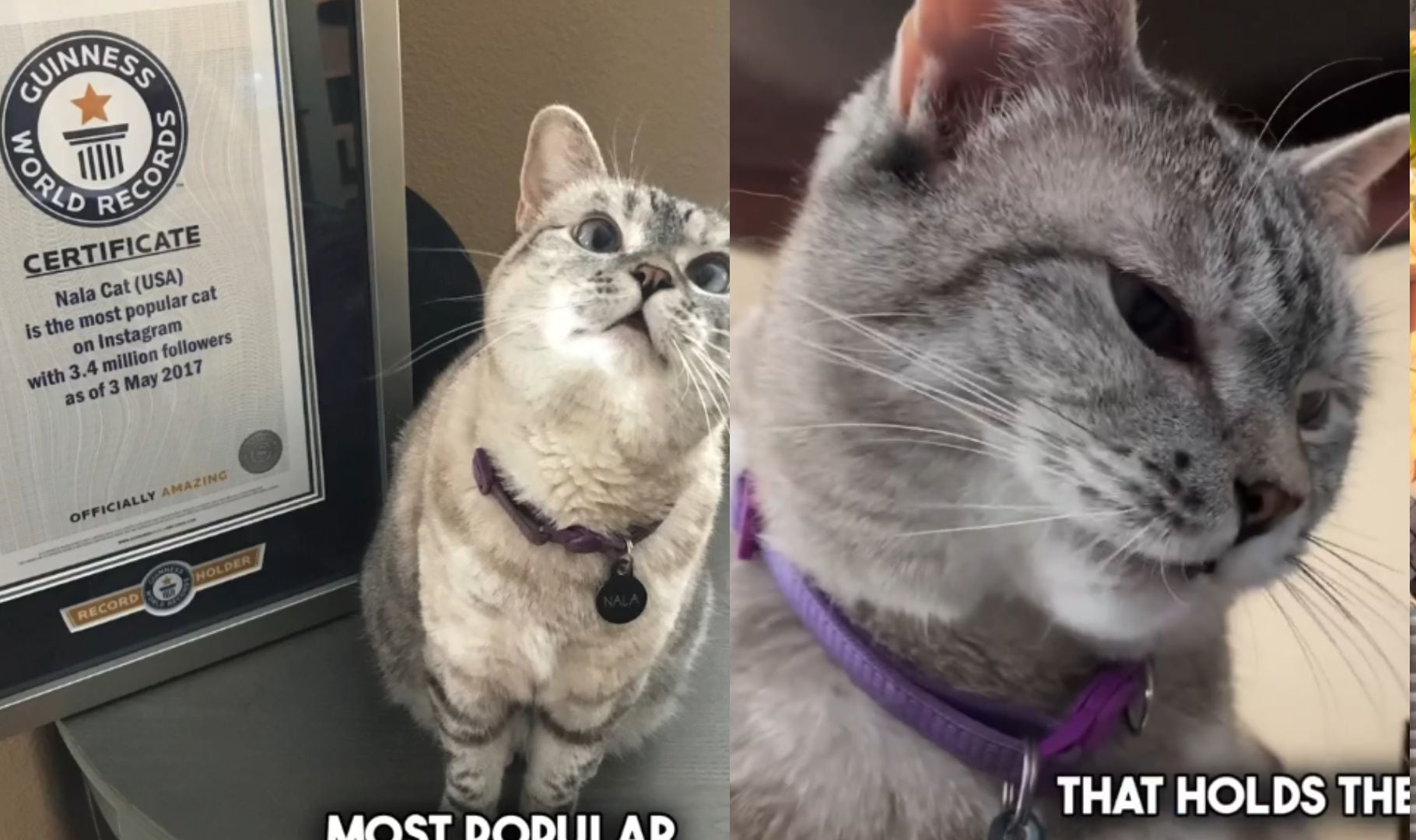 Nala Cat: Este es el gato con la mayor cantidad de seguidores en redes ...