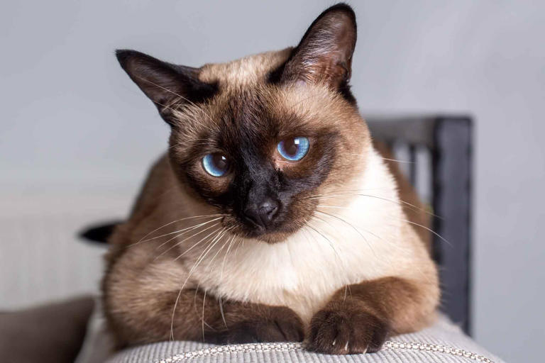What It’s Really Like Living With a Siamese Cat
