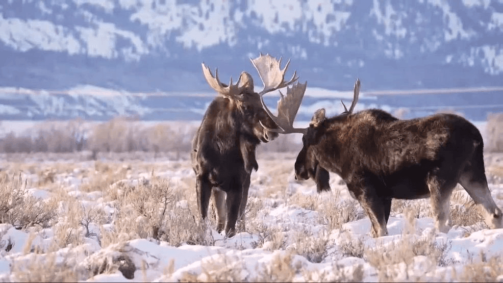 New study launched to track moose populations in Michigan