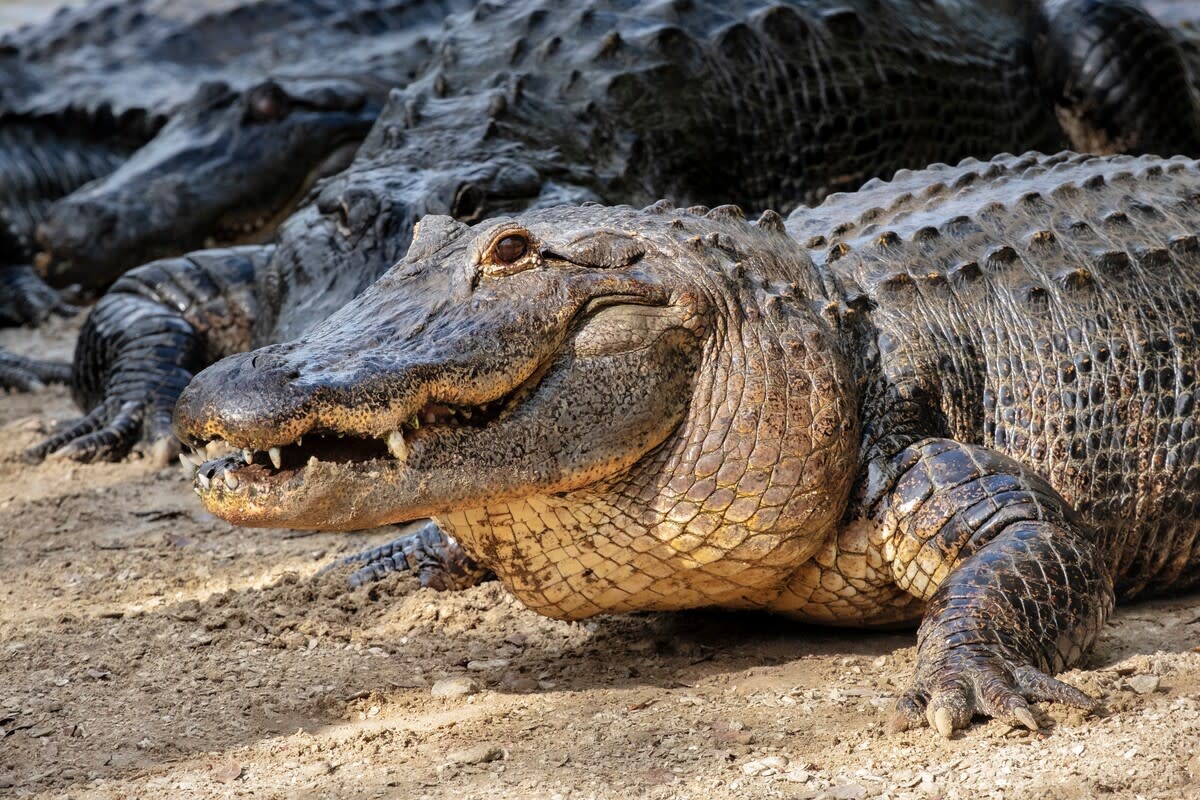 Extremely Rare 'Orange' Alligators Spotted in SC Have Everyone Puzzled