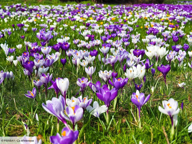 Quand vient le printemps 2025