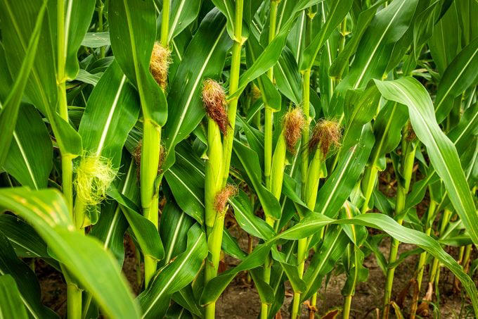 Grow Sweet Corn in Your Own Backyard