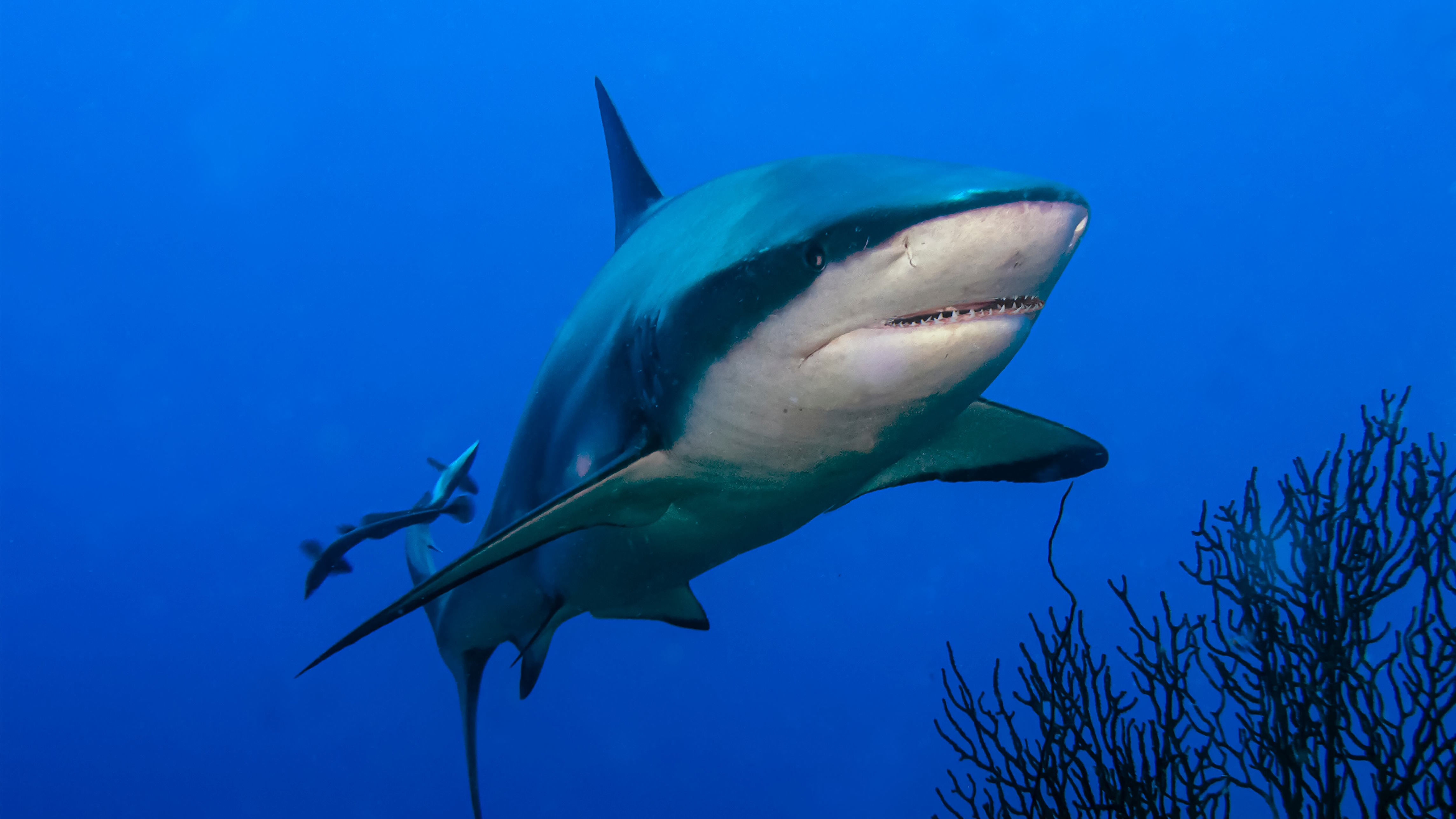 Survivor of shark attack in the Bahamas to be discharged from Florida ...