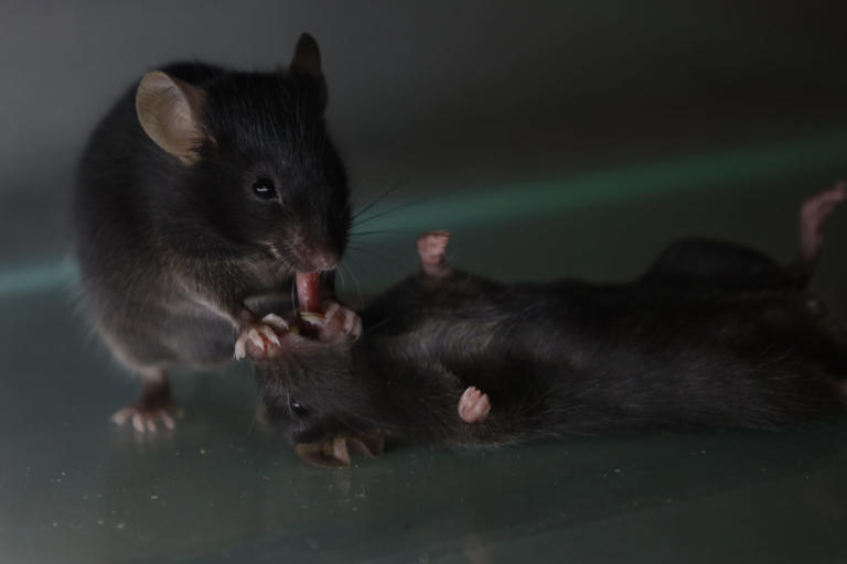 Mouse-to-mouse resuscitation: Study suggests mice also give first aid