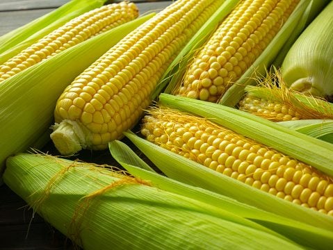 Grow Sweet Corn in Your Own Backyard