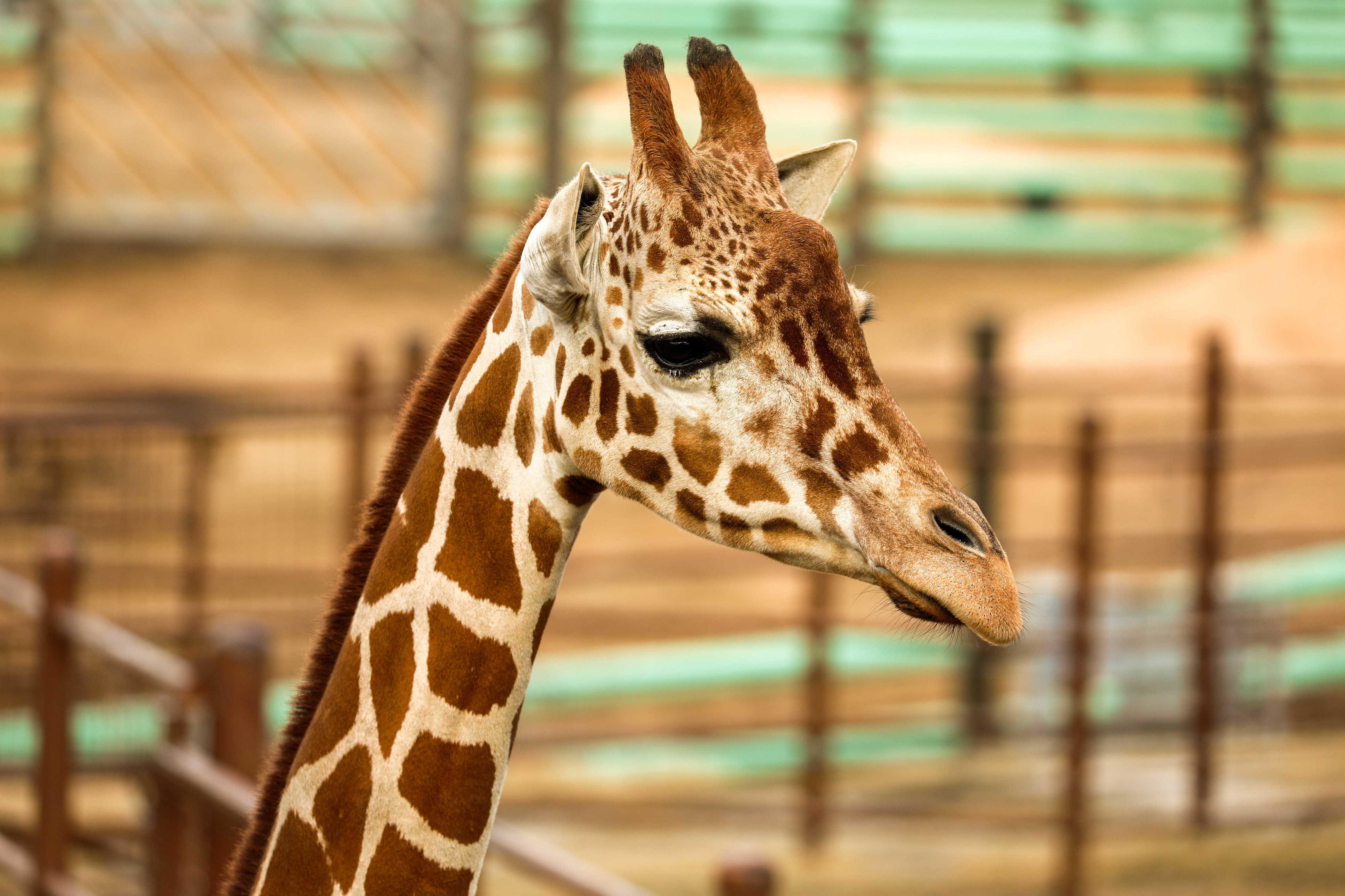 Tulsa zoo announces giraffe pregnancy, calf to be born in Spring