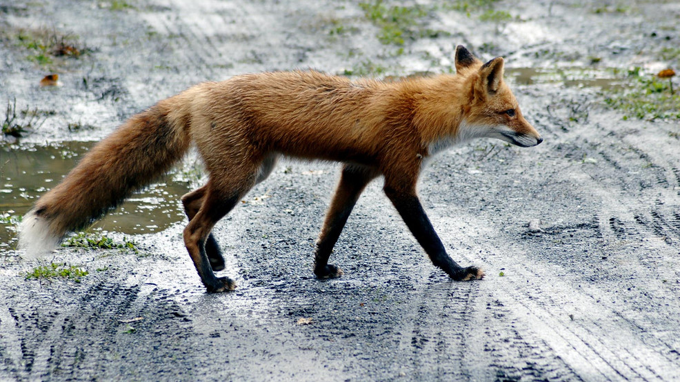 Fox tests positive for rabies in Lake City, 1 person exposed