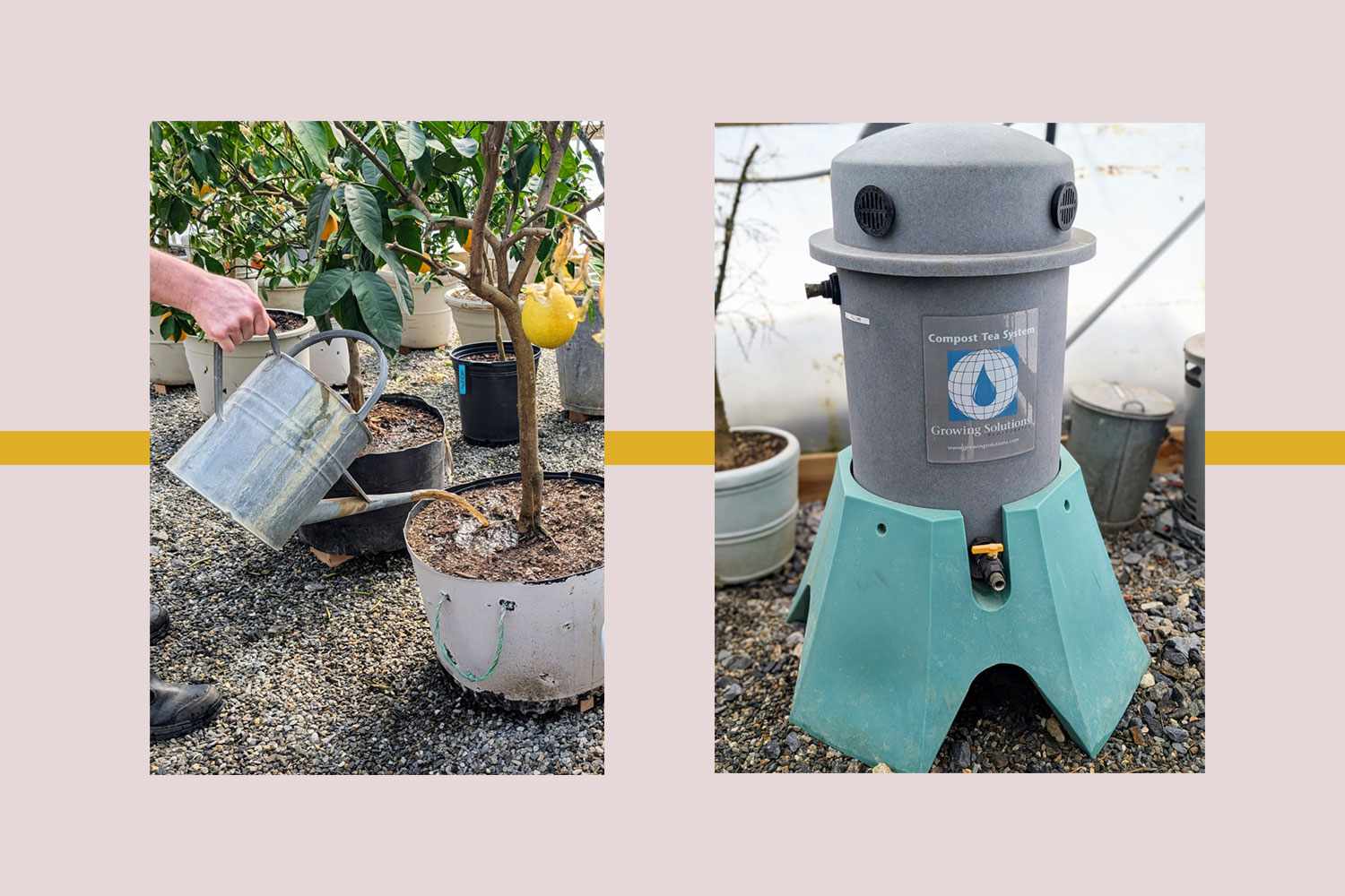 Compost Tea Is Martha's Secret to Healthy, Thriving Fruit Trees—Get All ...