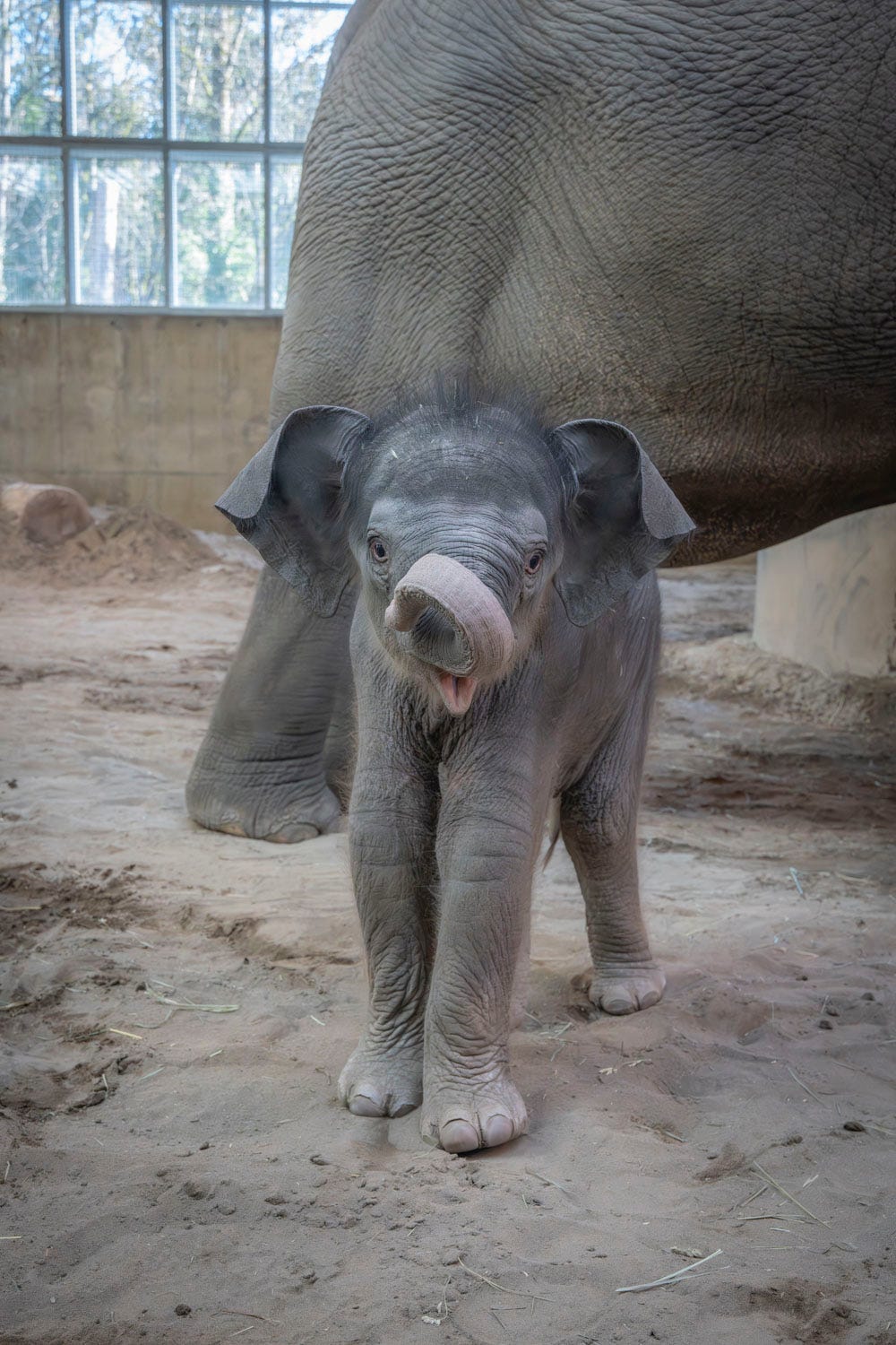Baby elephant Tula-Tu will make her public debut at Oregon Zoo. Here's ...