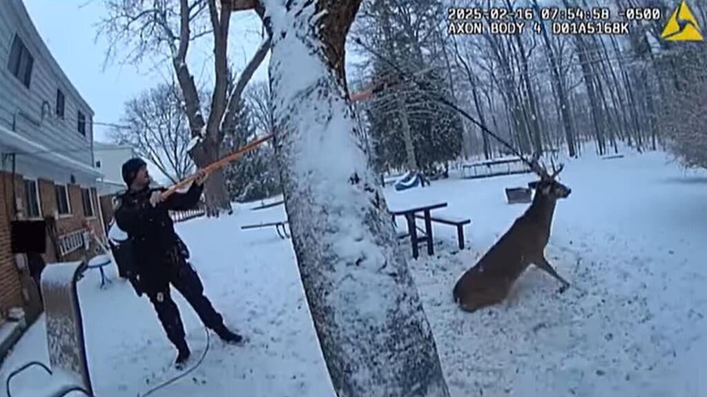 Video shows Livonia police rescuing deer from rope entanglement