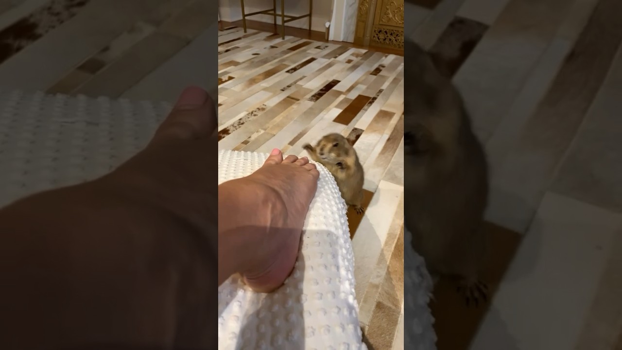 Prairie dog Poppy plays a game of tag