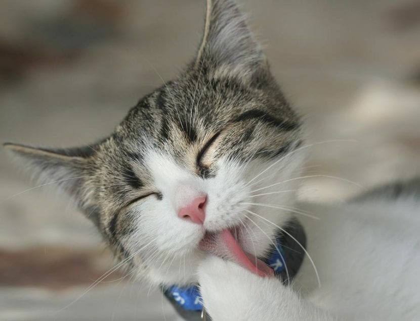 Acicalado del gato: guía completa de higiene, estrés y cuidados