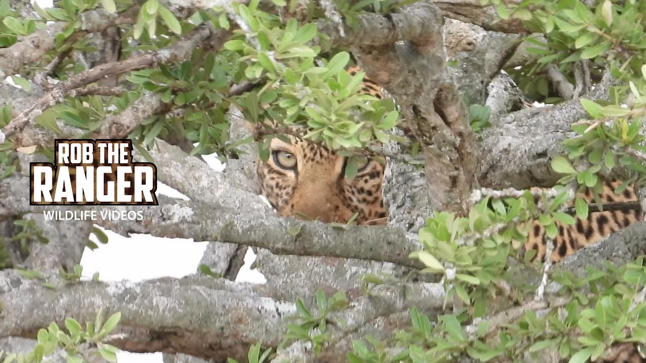 You Won't Want to Miss This Stunning Leopard Sighting