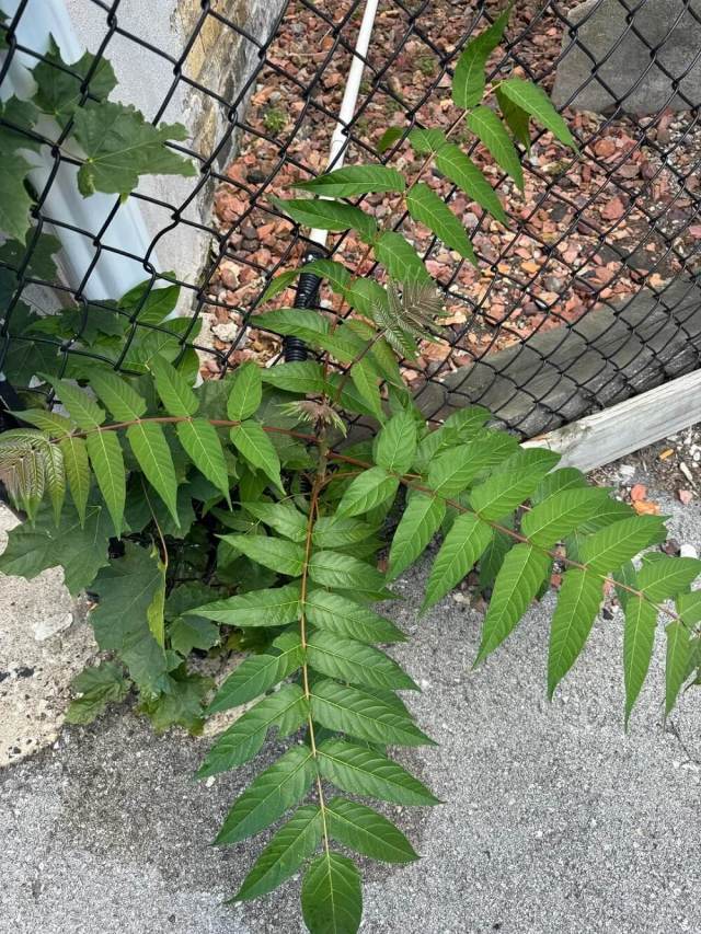 Homeowner learns unsettling truth about 'super dangerous' tree in their ...