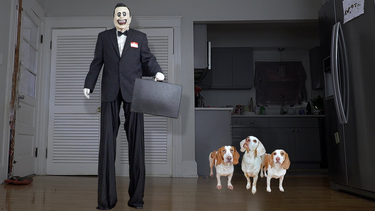 Dogs vs giant ghost salesman prank funny Maymo & friends