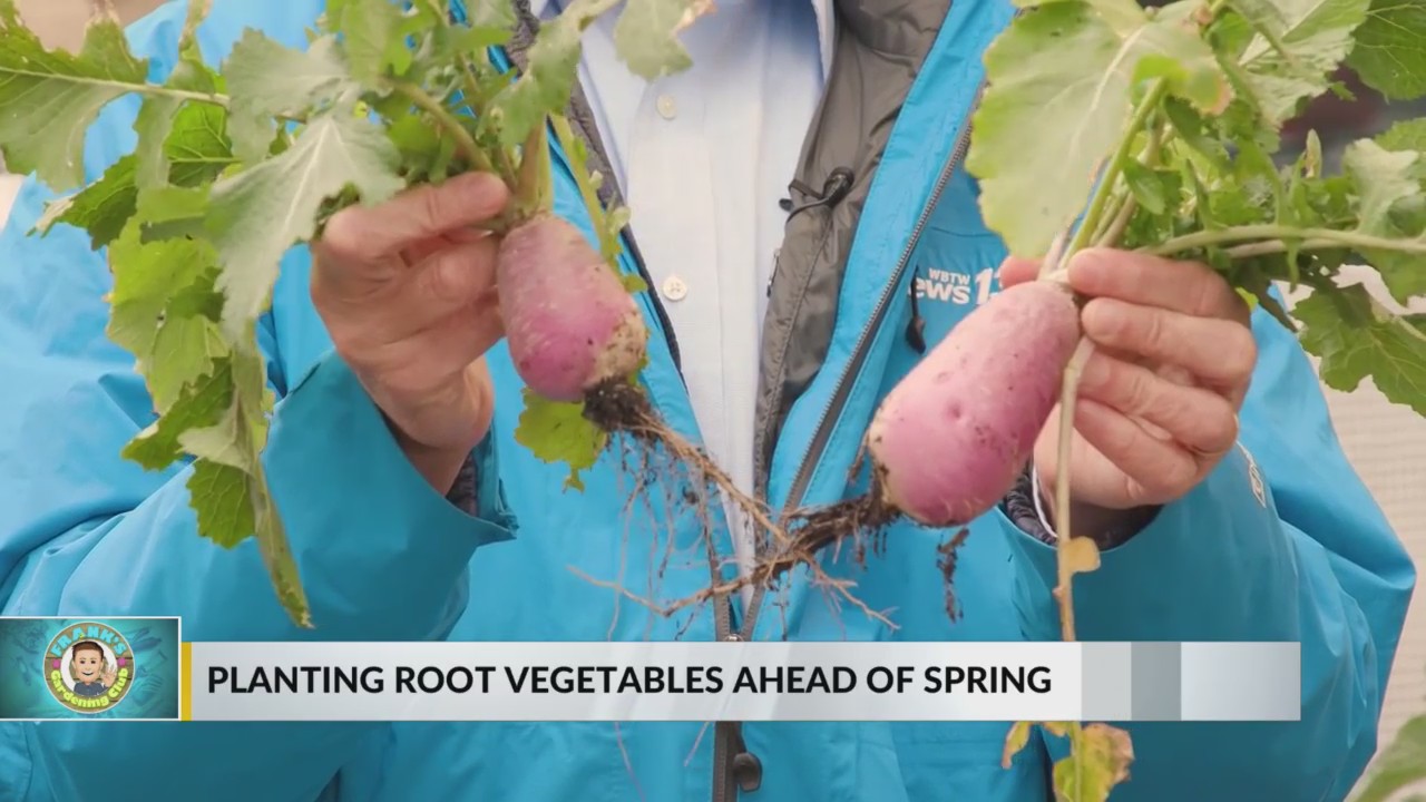 Planting spring root vegetables