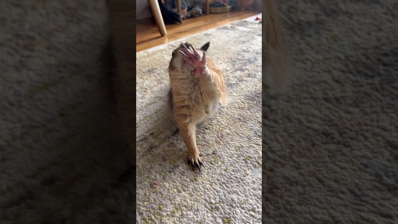 Morning Prairie Dog Yoga and Big Stretches