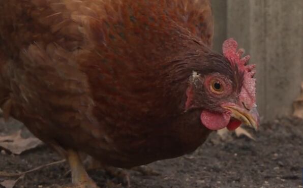 City of Belton, Texas reminds public of regulations for backyard ...