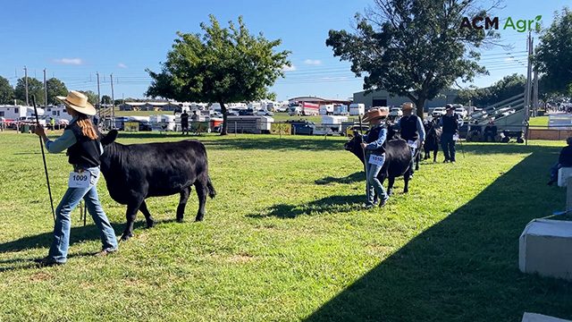 Canberra Royal 2025 Australian Lowline judging