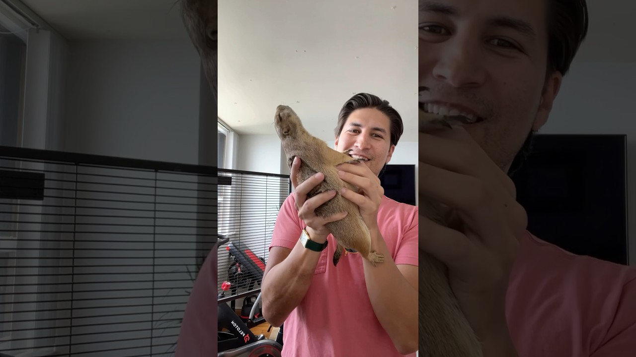 Prairie dog expresses excitement with a joyful bark