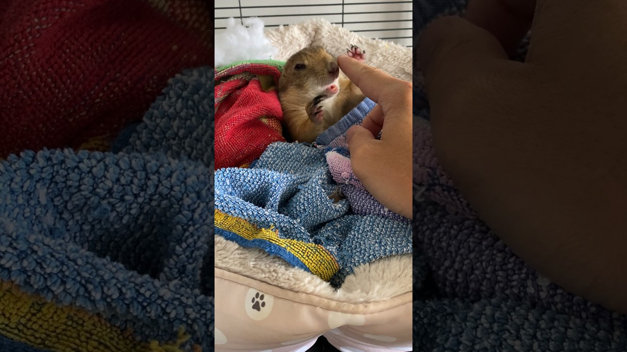 Poppy Resists Nail Trimming in Funny Way