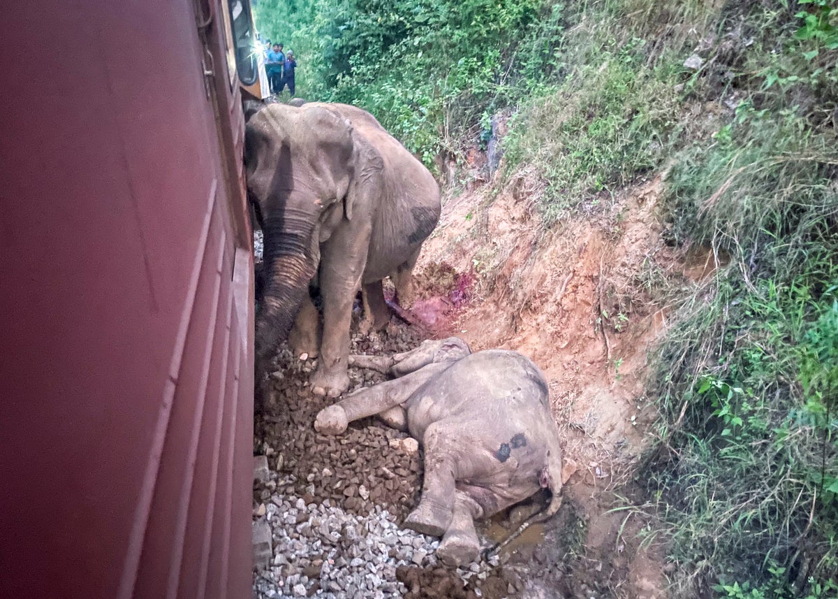 Six elephants killed after passenger train collides with wild herd in ...