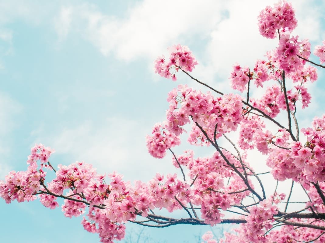 National Cherry Blossom Festival Celebrated At National Harbor