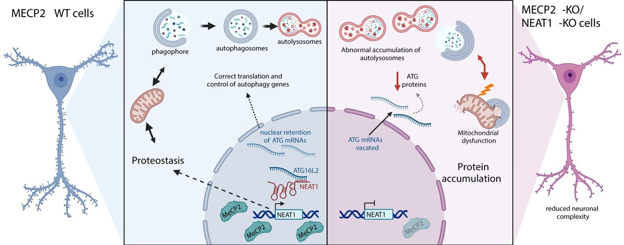 Autophagy malfunction study moves a step closer to understanding Rett ...