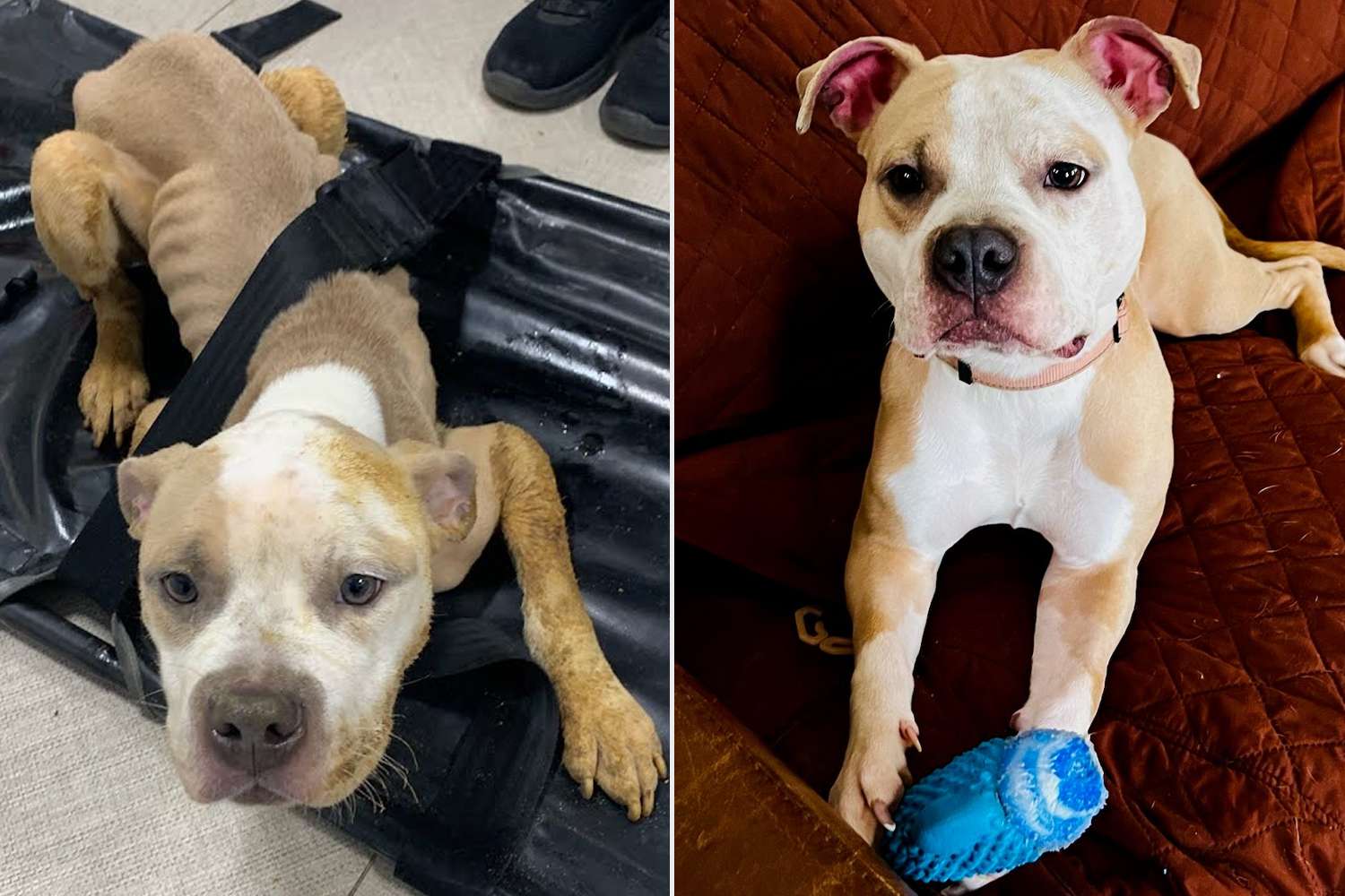 Emaciated Dog Carried into Rescue on a Stretcher After 'Heartless ...